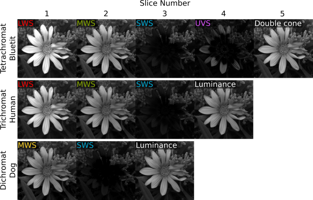 Adding a Luminance Channel – Empirical Imaging