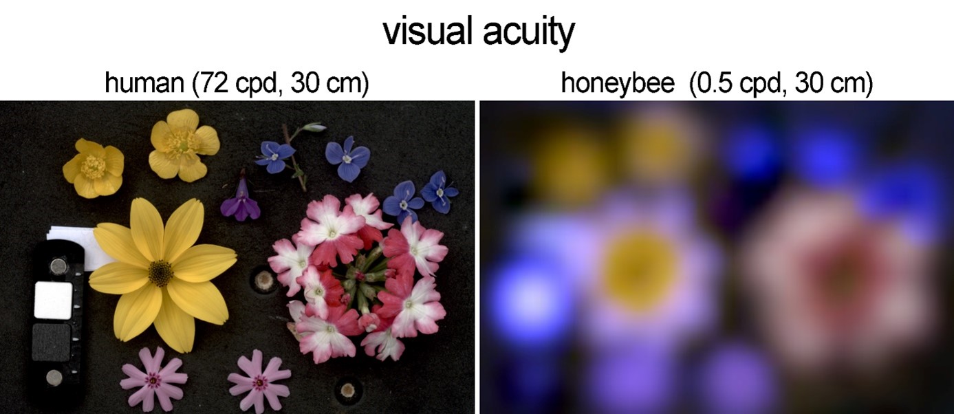 A user’s perspective & guide on colour & granularity analysis using the ...