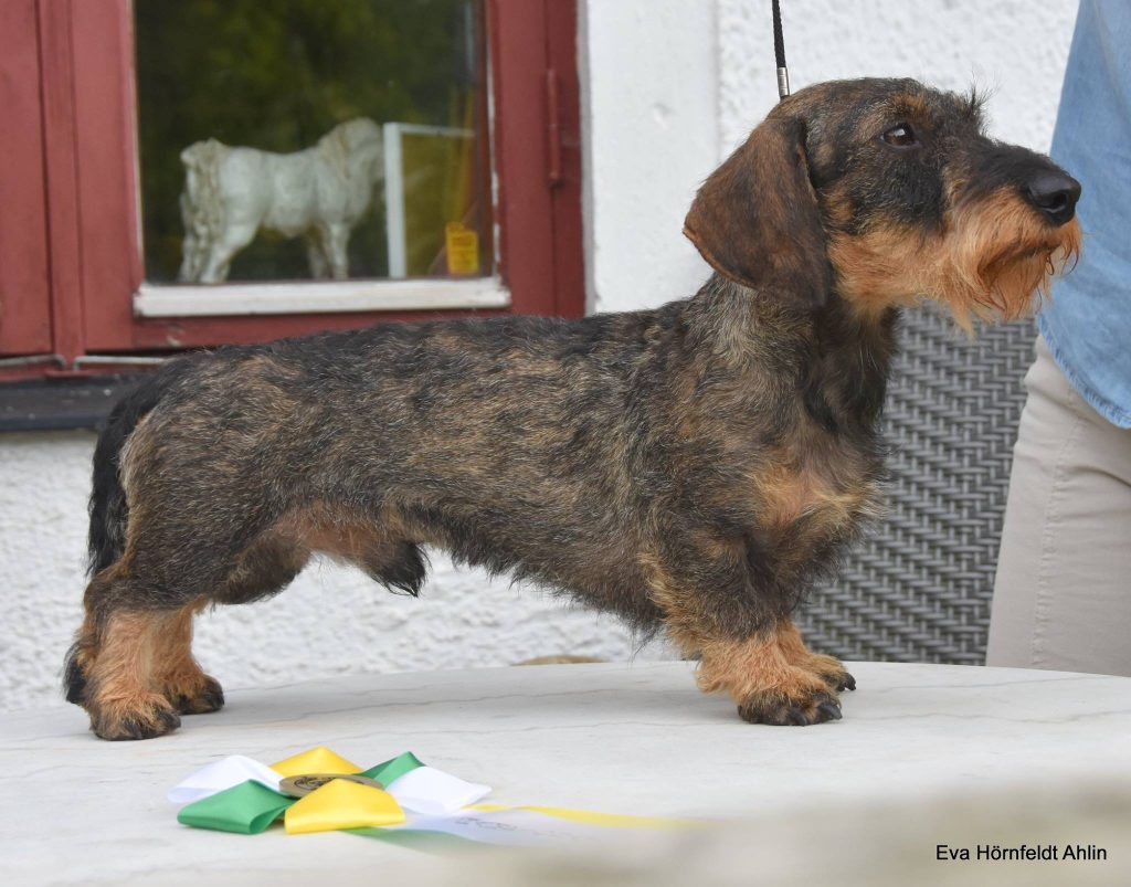 Jeppe – Kennel Engstorp