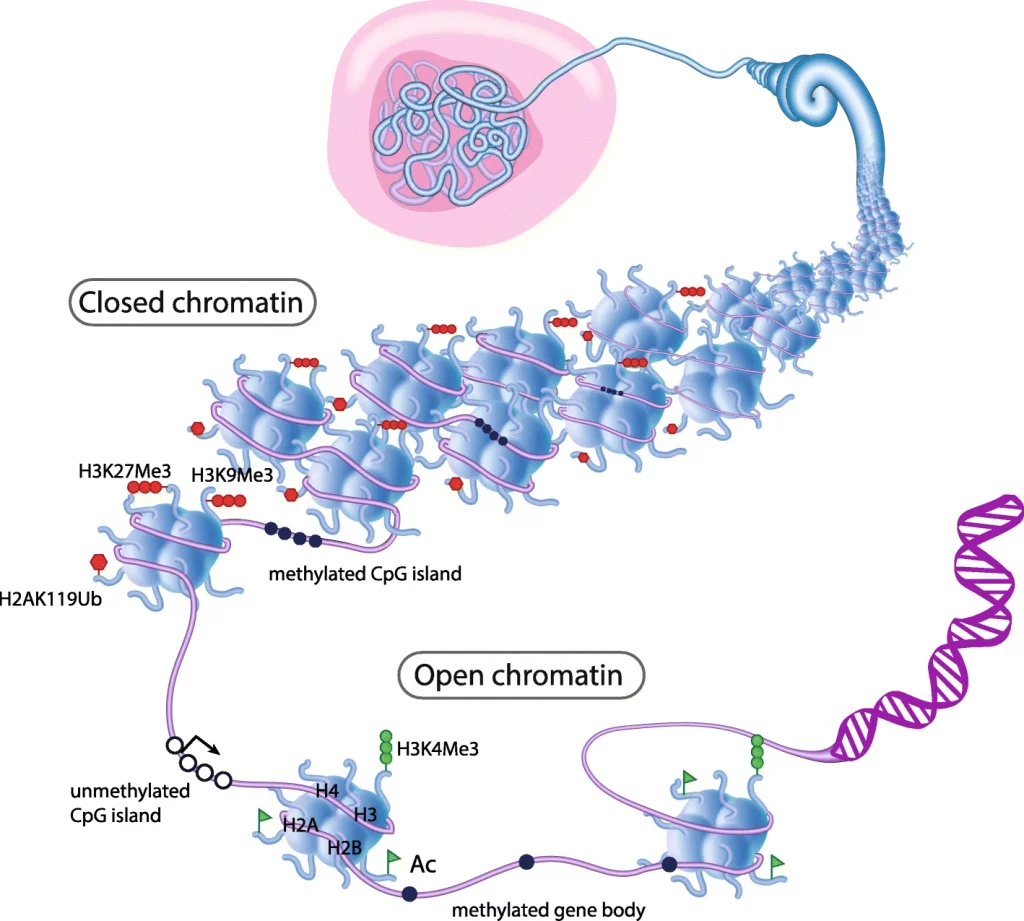 Epigenica - Accelerating Epigenomics