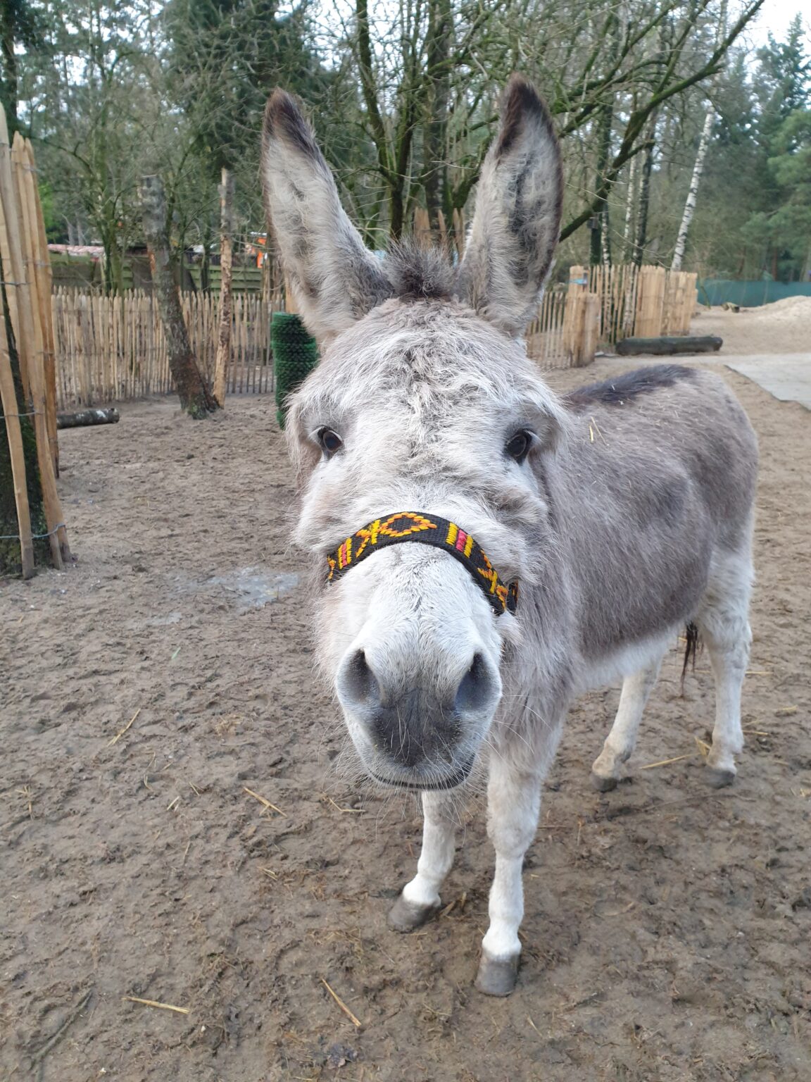 Pleeg Ezels – Stichting Opvang De Ezelsociëteit