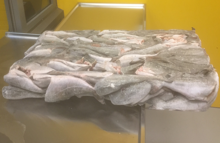 Saithe – Fish From Norway