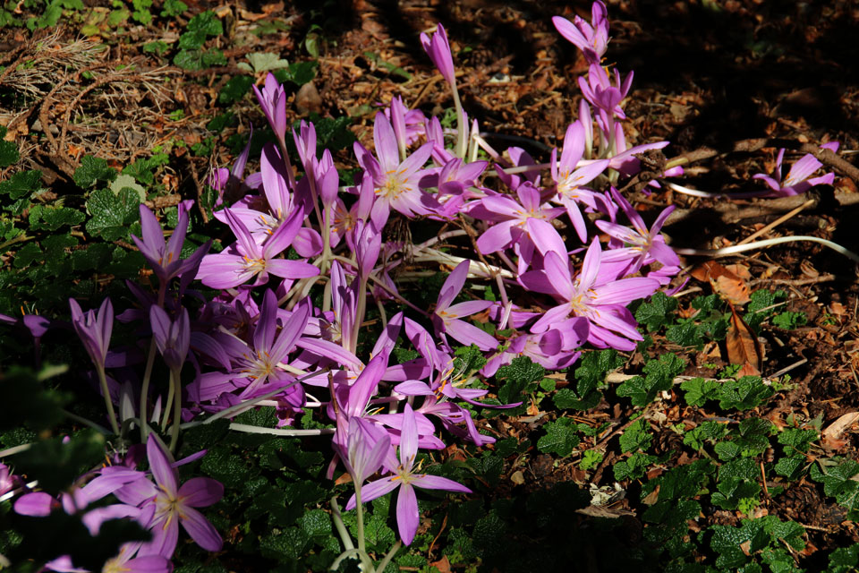 Безвременник осенний (лат. Colchicum autumnale)