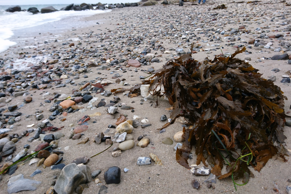 Водоросли в Дании - растения будущего - Флора Пассионис