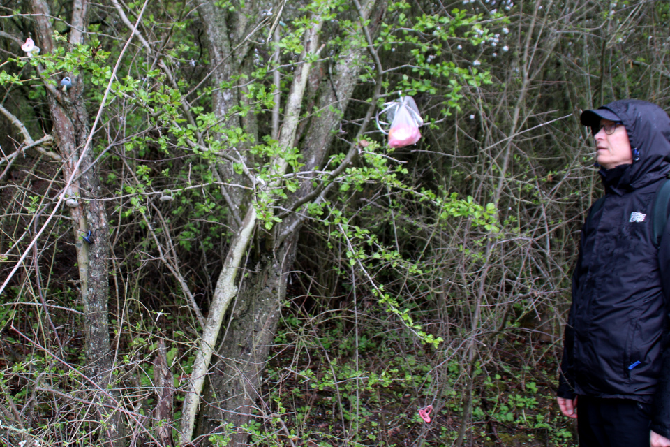 Дерево сосок в Дании. Расставание моего ребенка с соской