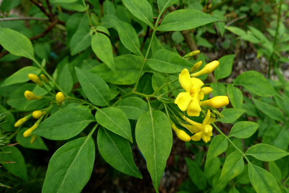 Желтый жасмин (лат. Jasminum humile) - Флора Пассионис