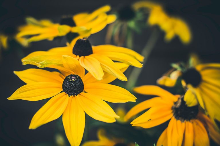Flowers of the World: Native Blooms by Country & Region - Flowerlyn