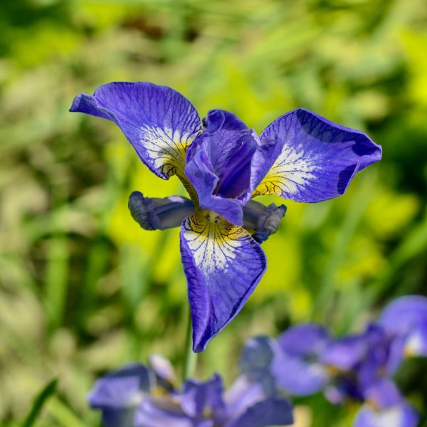 Flowers of the World: Native Blooms by Country & Region - Flowerlyn
