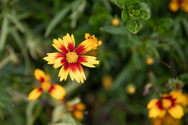 Flowers of the World: Native Blooms by Country & Region - Flowerlyn