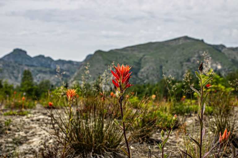 Flowers of the World: Native Blooms by Country & Region - Flowerlyn