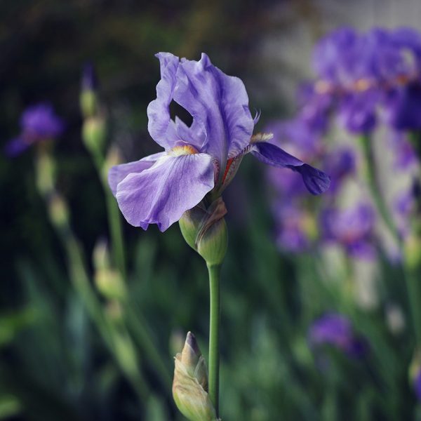 Flowers of the World: Native Blooms by Country & Region - Flowerlyn
