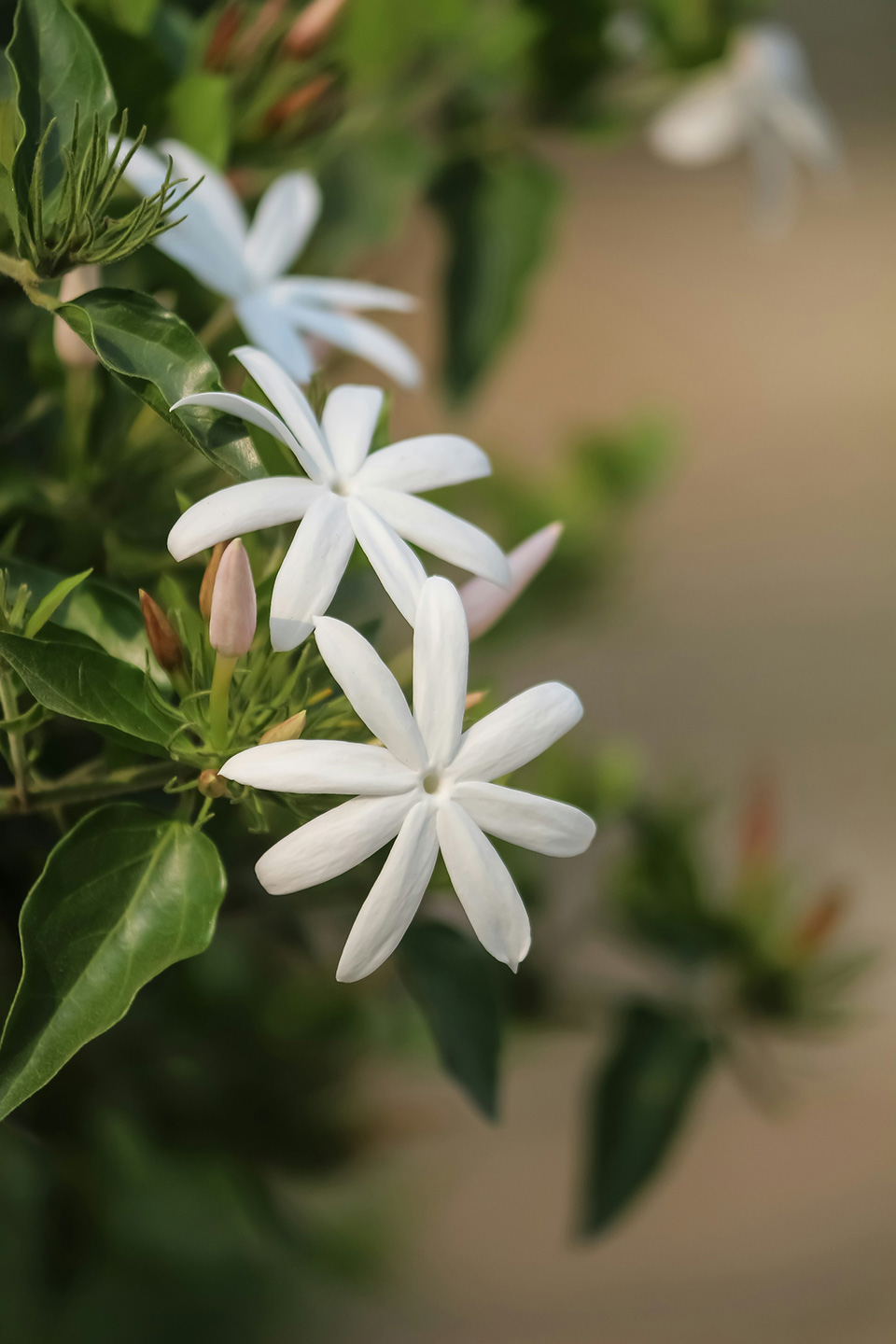 Flowers of the World: Native Blooms by Country & Region - Flowerlyn