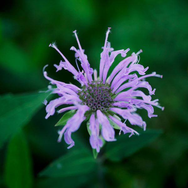 Flowers of the World: Native Blooms by Country & Region - Flowerlyn