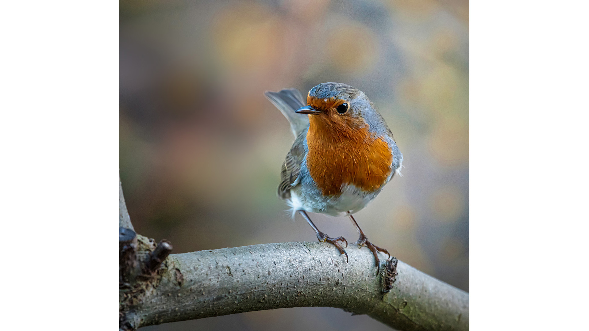 Robert Stox | Fotogroep Kortessem