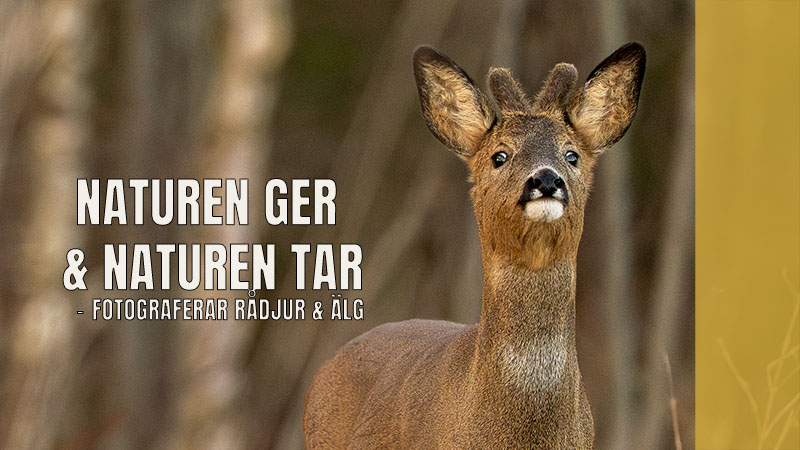 Naturen ger & naturen tar - fotograferar rådjur & älg