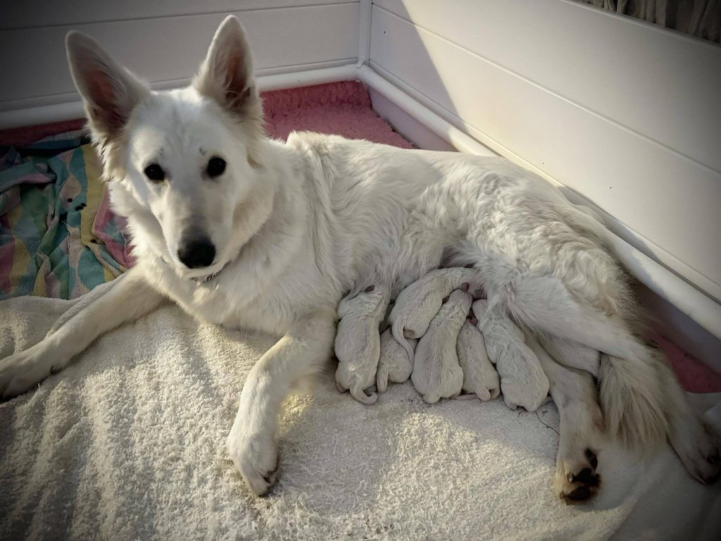 Valpar (aktuellt) – Frostflake's Kennel