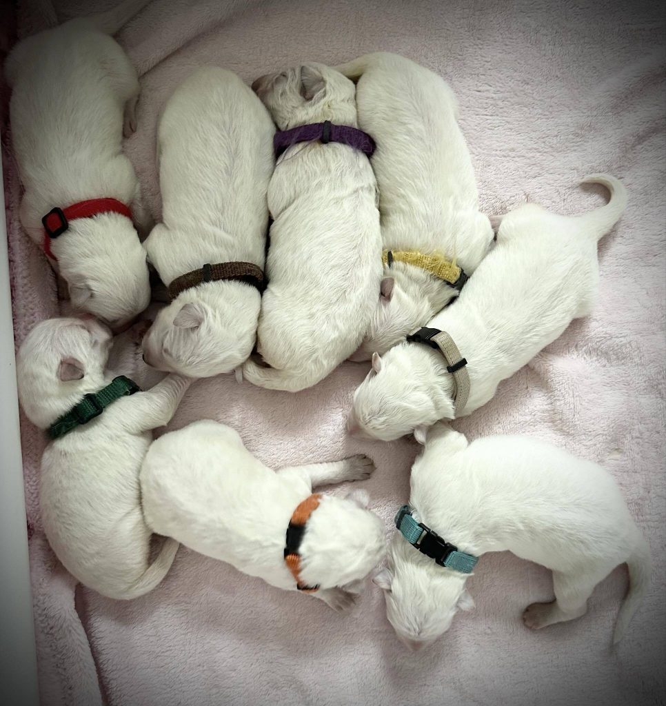 Valpar (aktuellt) – Frostflake's Kennel