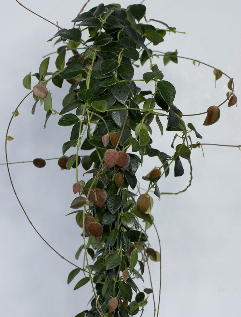 Hoya pulleana och Hoya sp. Papua – Frostvit's Flora