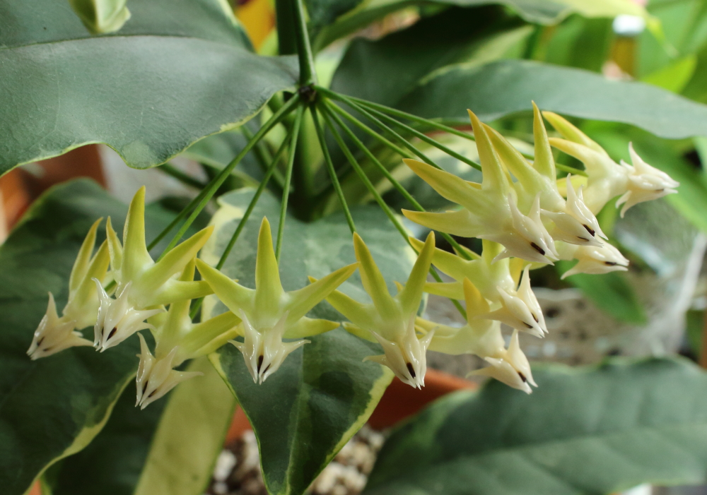 Hoya multiflora – Frostvit's Flora