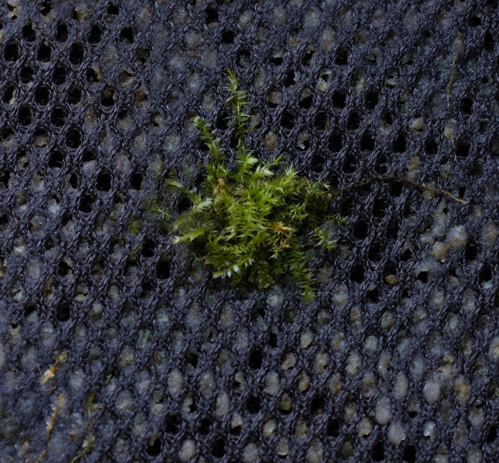 Mossa – Frostvit's Flora