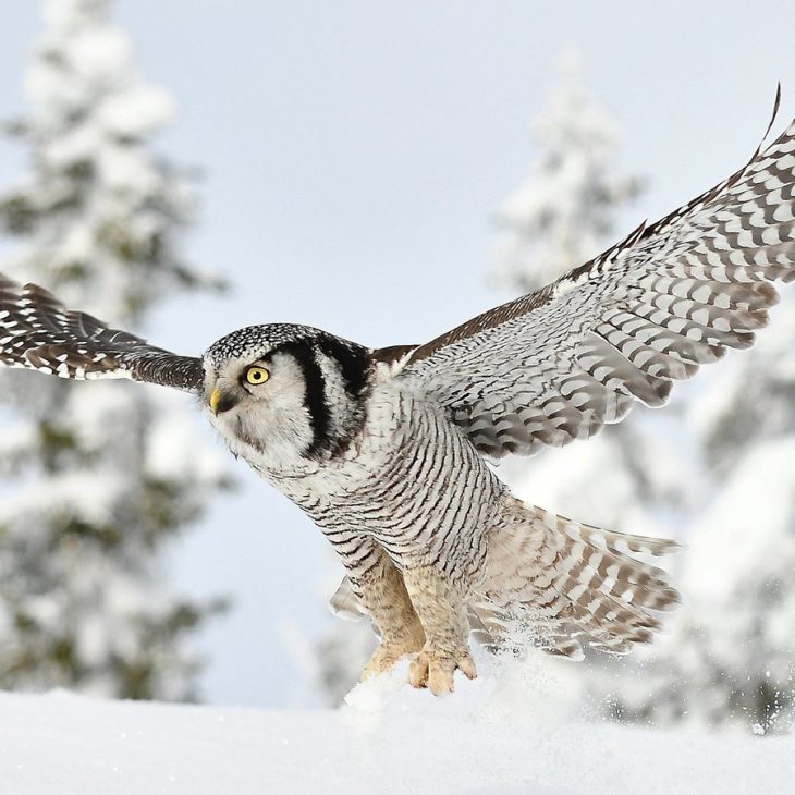 Ugler – Fugler i Norge