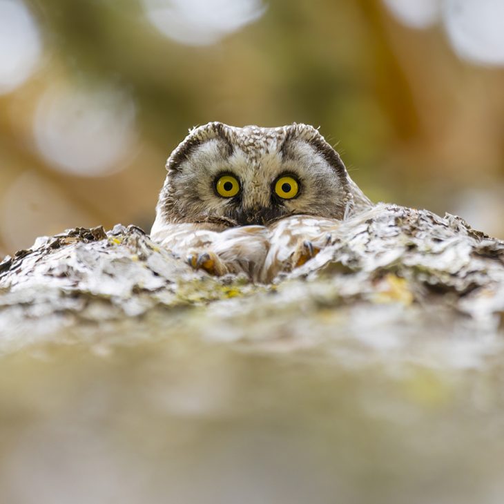 Ugler – Fugler i Norge