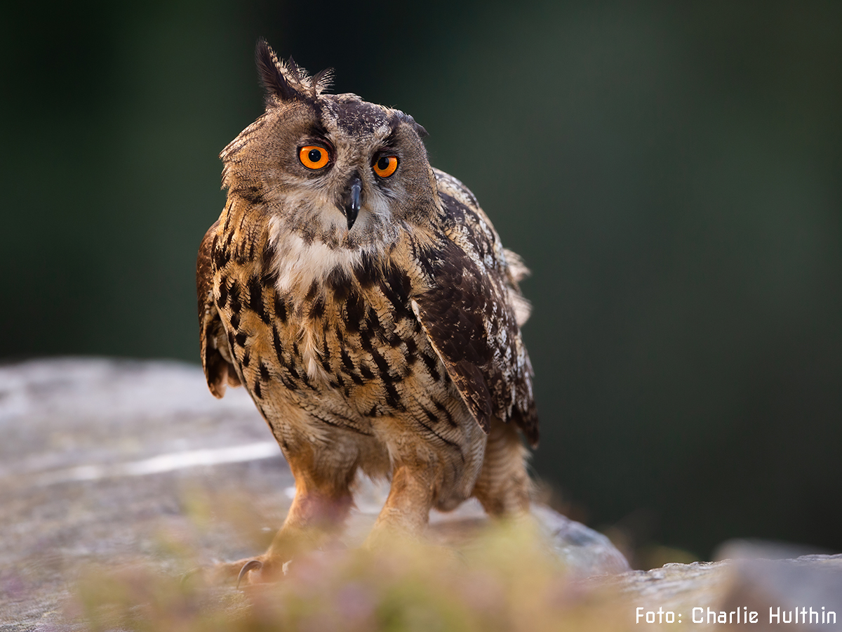 Hubro – Fugler i Norge