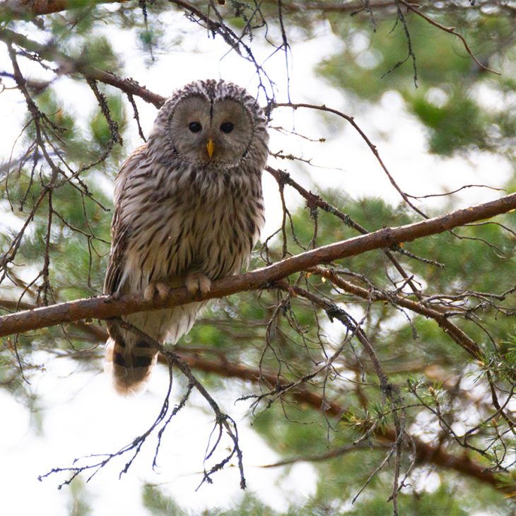 Ugler – Fugler i Norge