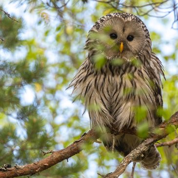 Ugler – Fugler i Norge