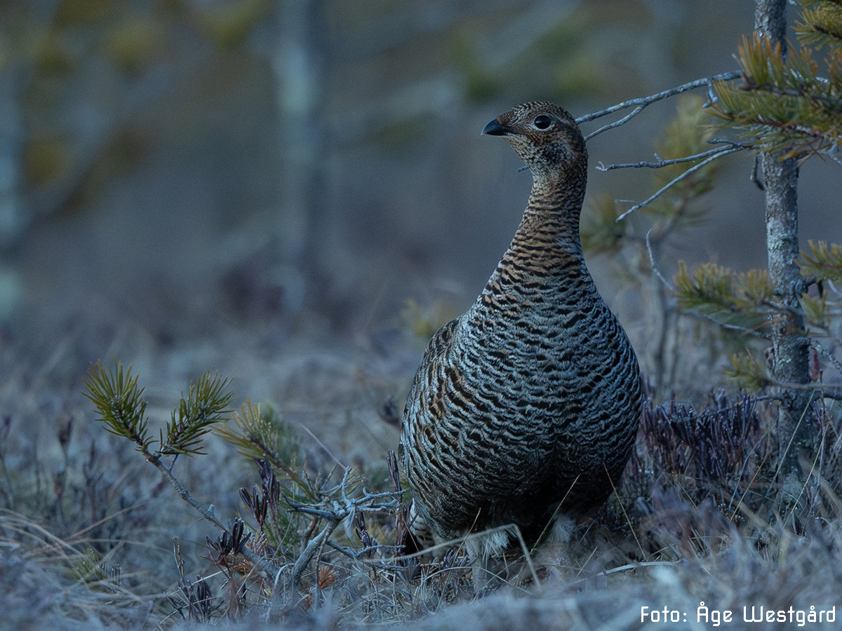 Orrfugl – Fugler i Norge