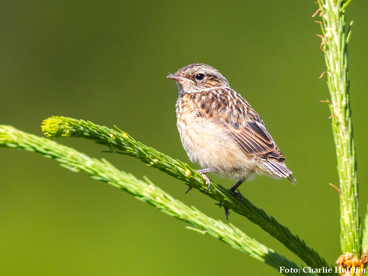 Forlatte fugleunger? – Fugler i Norge