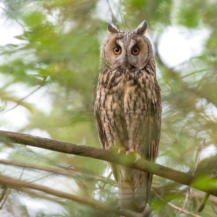 Ugler – Fugler i Norge