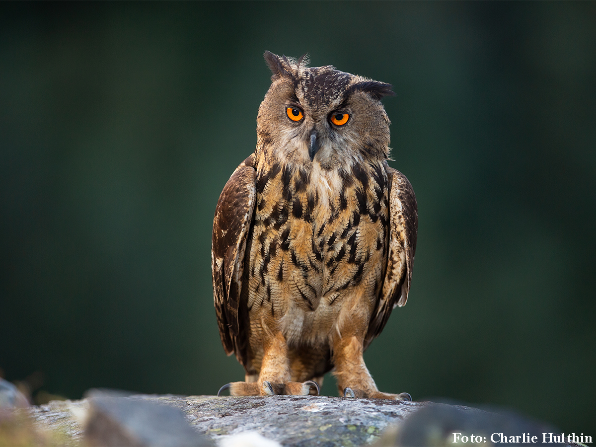 Fotografering av hubro – Fugler i Norge