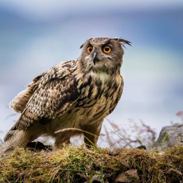 Ugler – Fugler i Norge