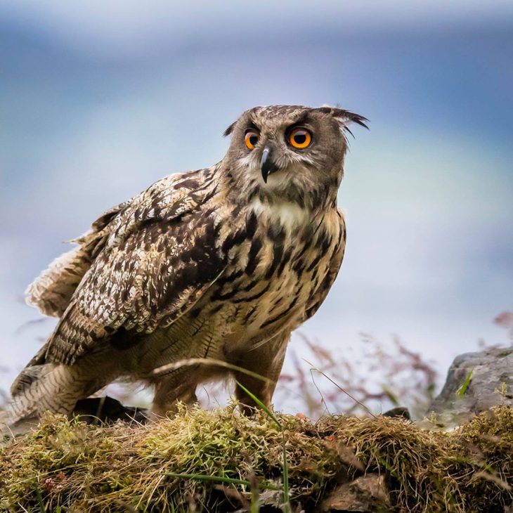 Ugler – Fugler i Norge