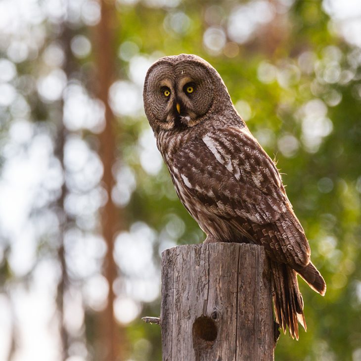 Ugler – Fugler i Norge