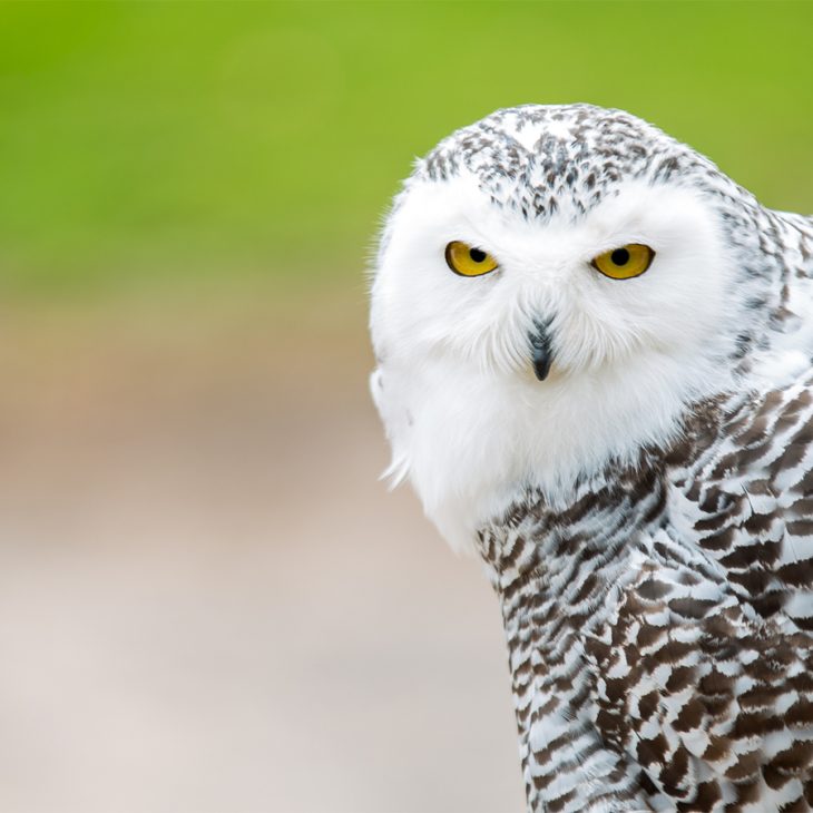 Ugler – Fugler i Norge