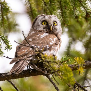 Ugler – Fugler i Norge