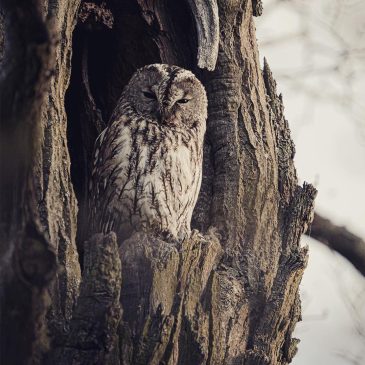 Ugler – Fugler i Norge