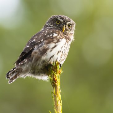 Ugler – Fugler i Norge