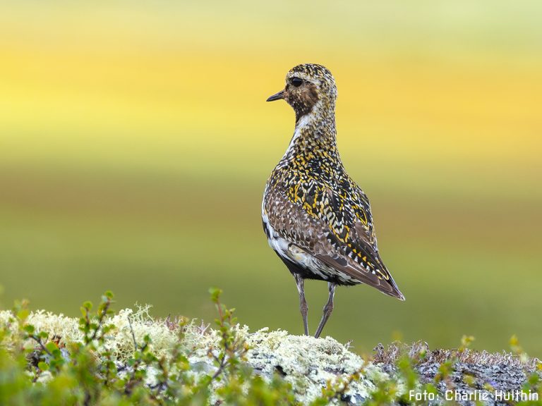 Heilo – Fugler i Norge