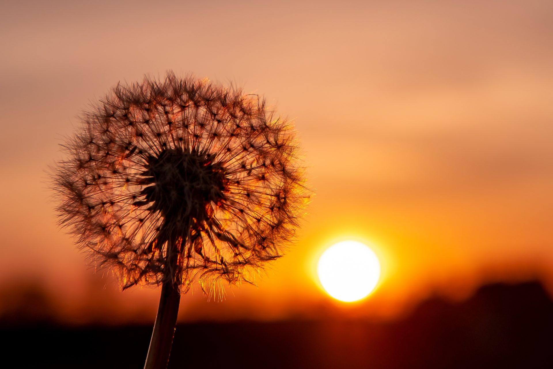 9.-Dandelion-Sunset - Fuji X Passion