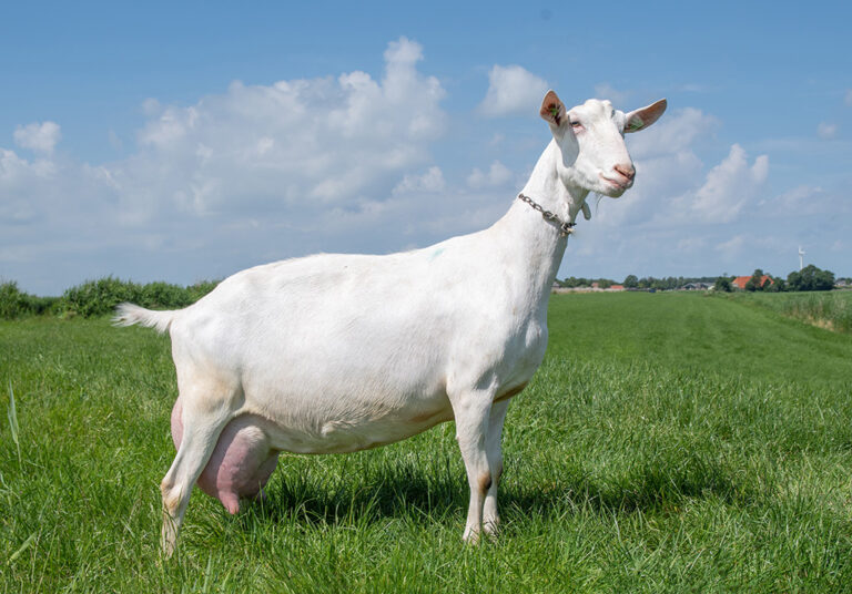 Goat Improvement Company - World class genetics and an innovative ...