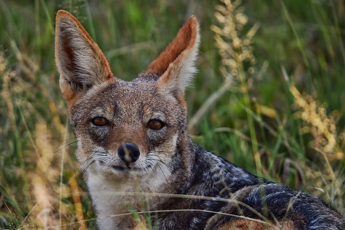 Startseite - Goldingo