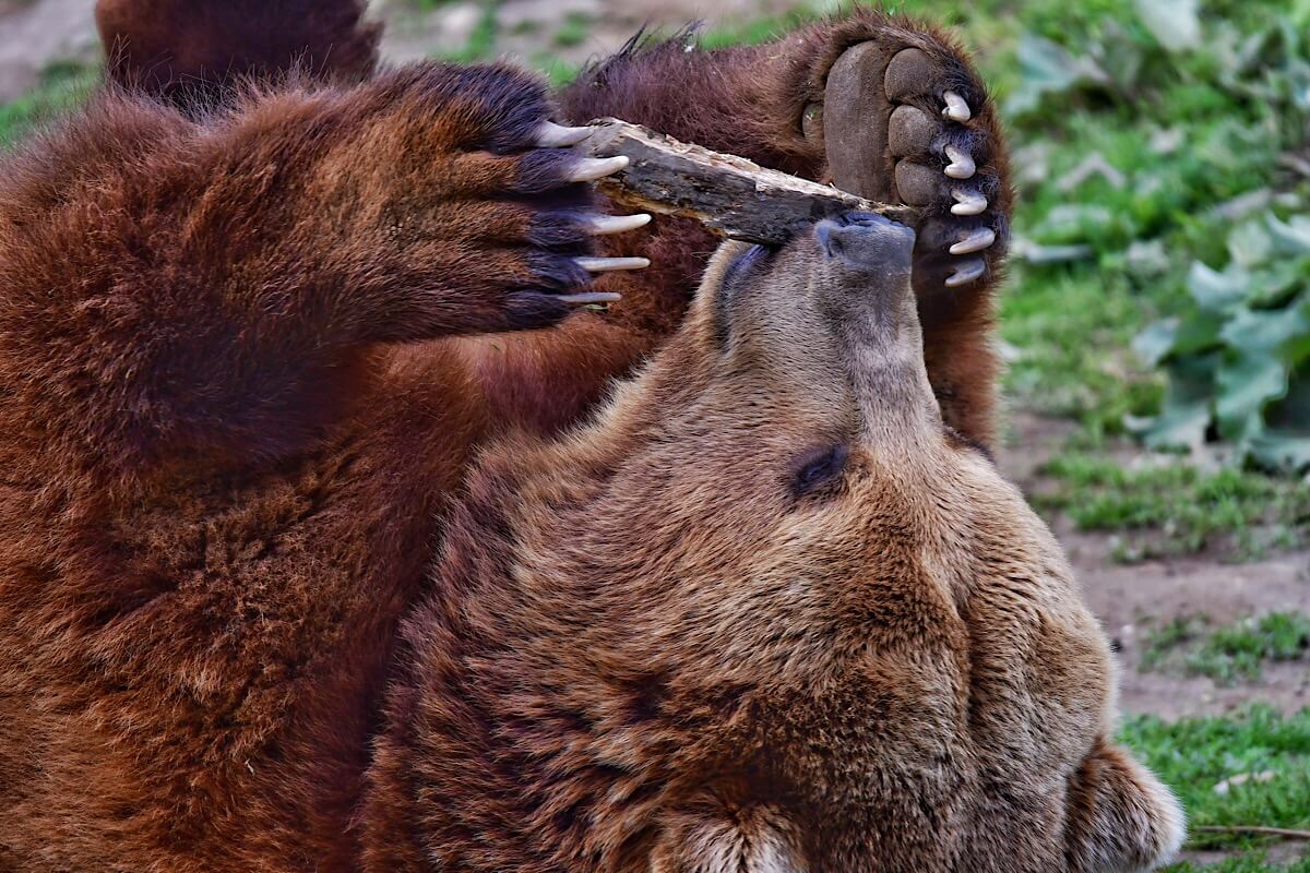 Startseite - Goldingo