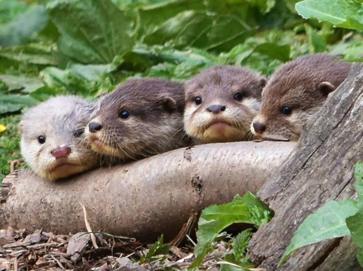 Eurasian Otter Info - Grass Roots Activists