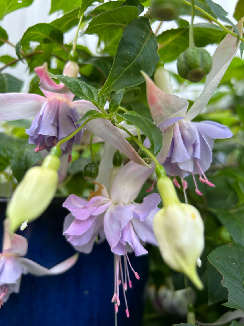 Fuchsia Winter has passed – Greendream – Växter, Buskar och Trädgård