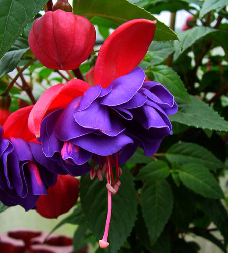 Fuchsia Chang – Greendream – Växter, Buskar och Trädgård