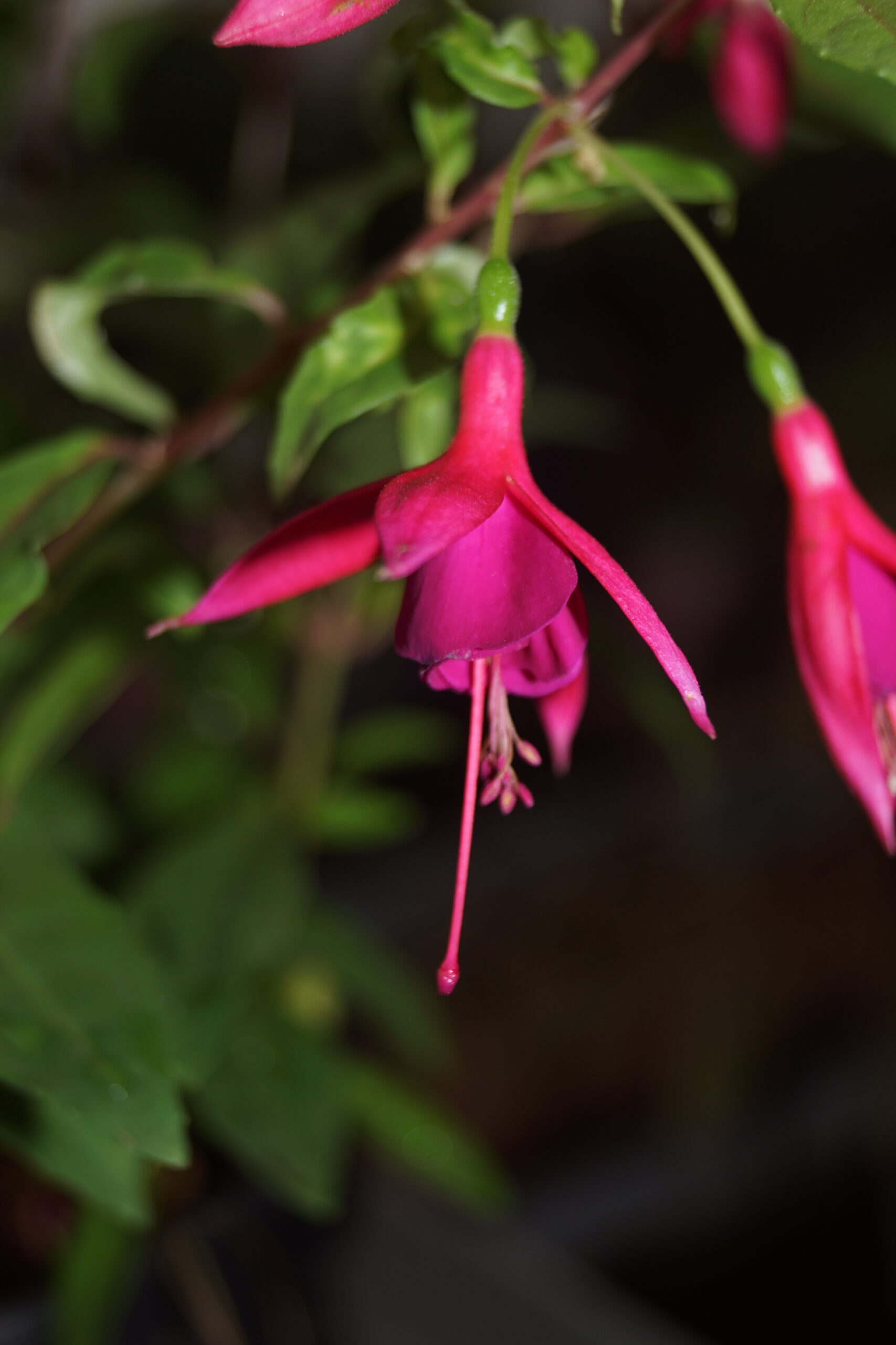 Fuchsia Electric lights – Greendream – Växter, Buskar och Trädgård