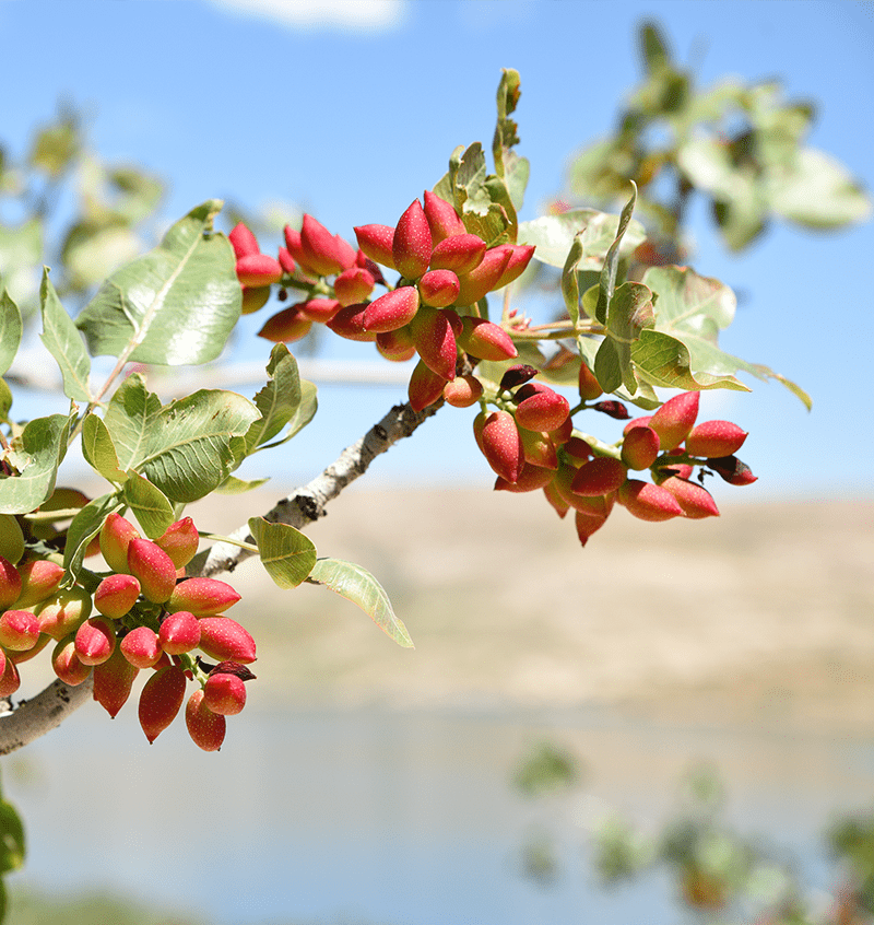 Green Kernel Pistachios | GreenKernel.com